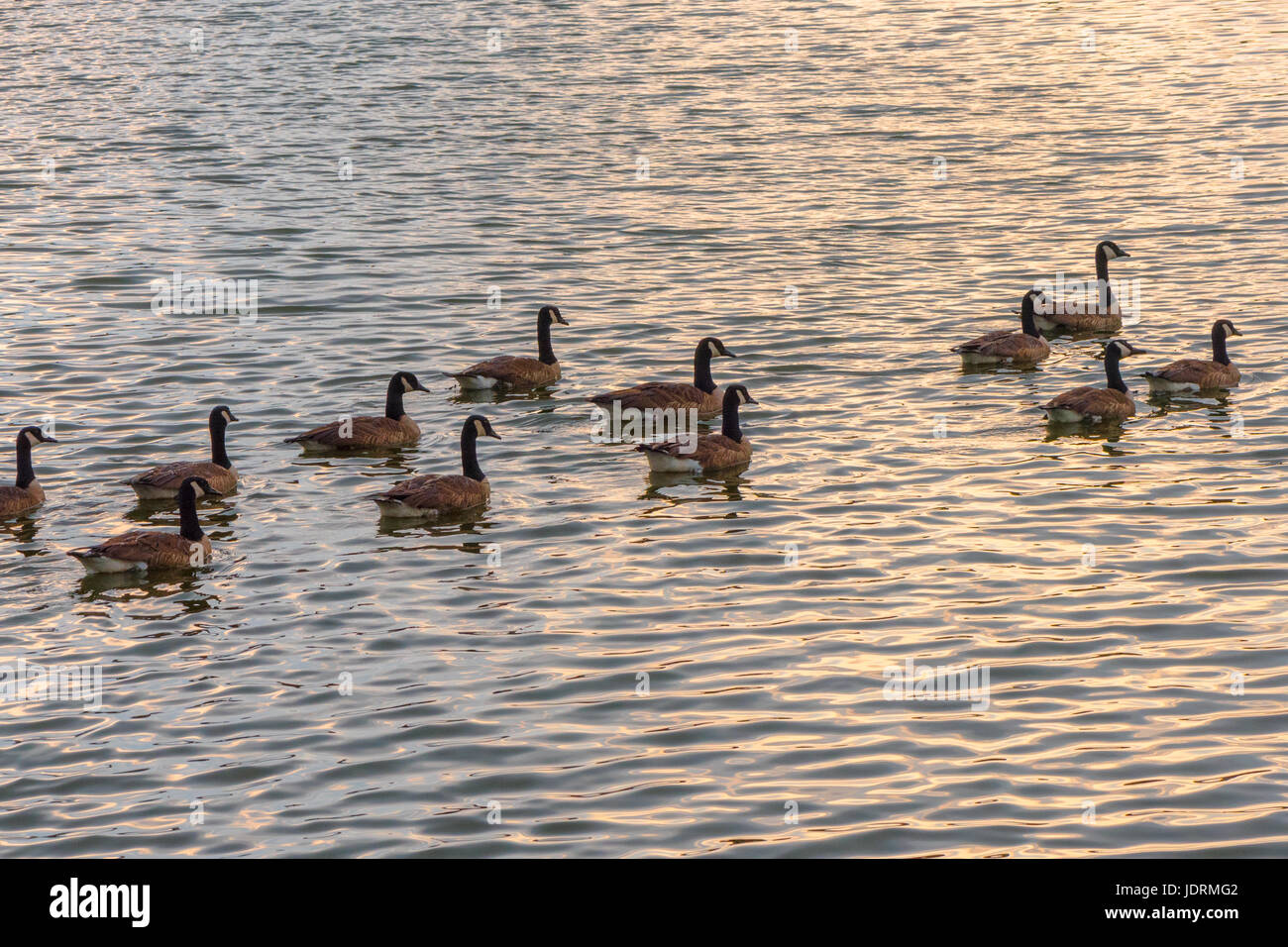 Ducks going for a swim in the golden glow of the morning sun Stock ...