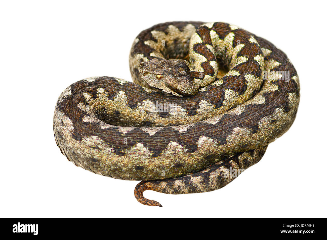 isolated european venomous snake, nose horned viper ( Vipera ammodytes ...