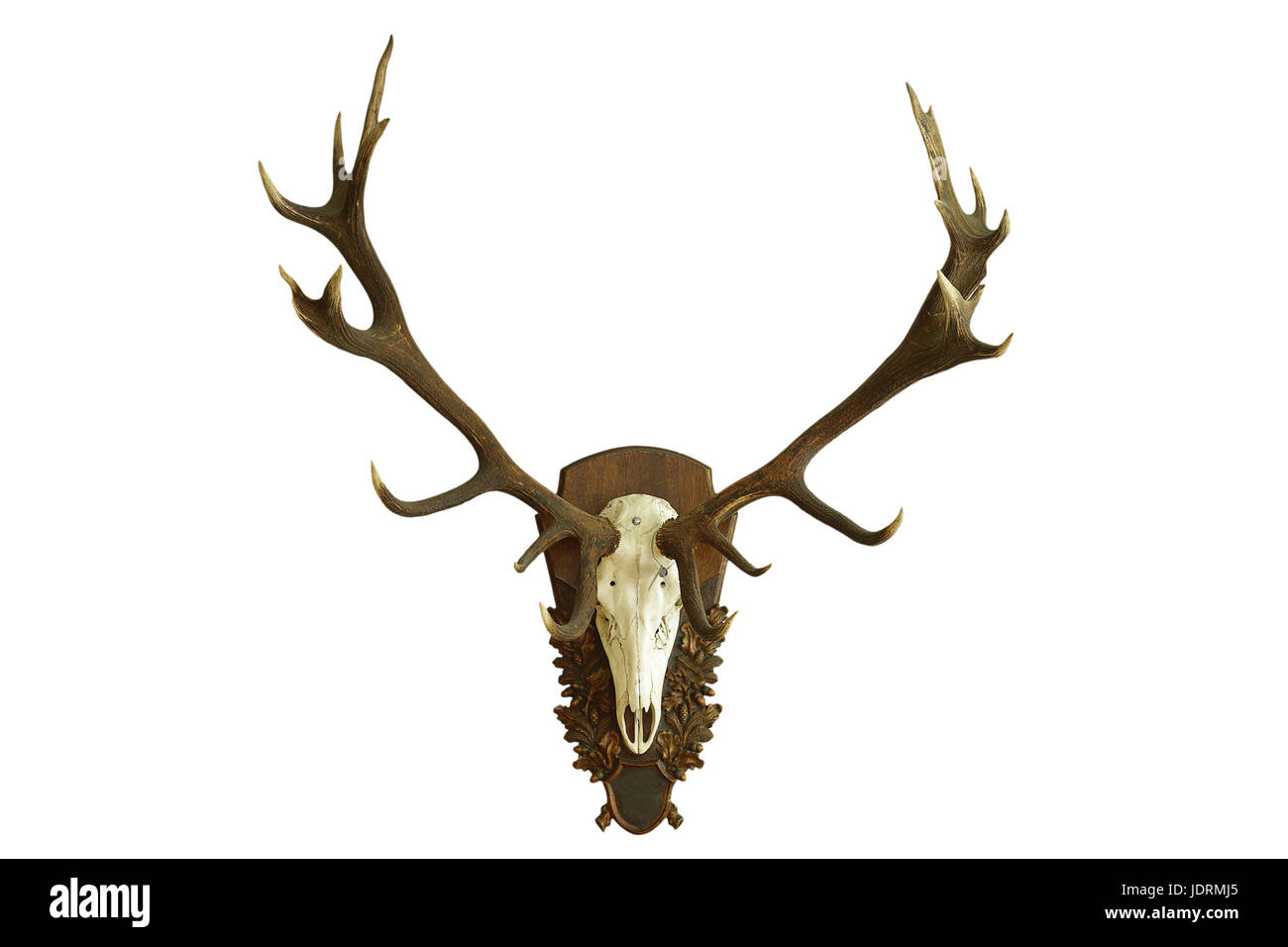 large beautiful red deer skull isolated over white background ( Cervus ...
