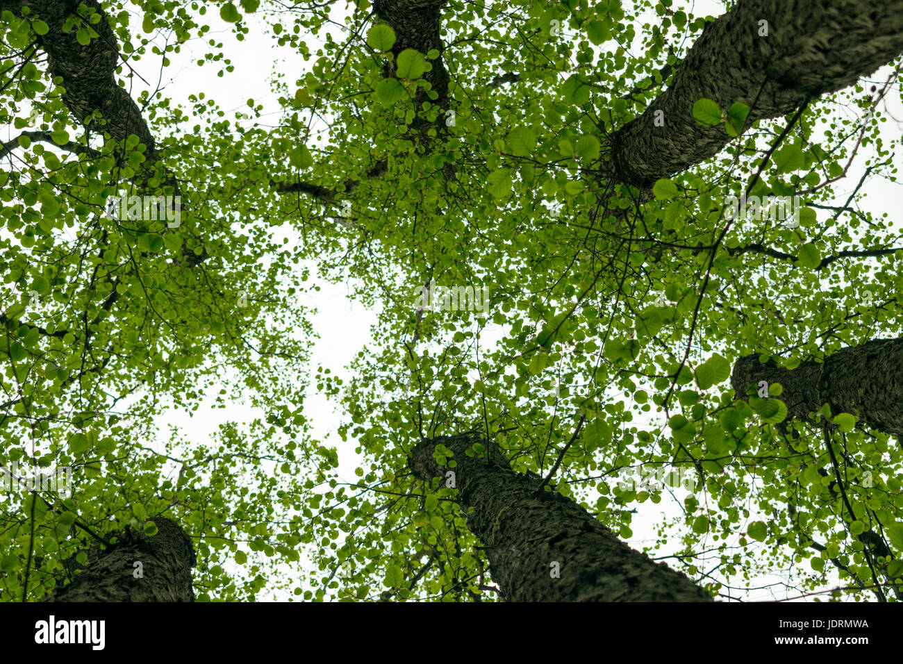 Grouping of trees hi-res stock photography and images - Alamy