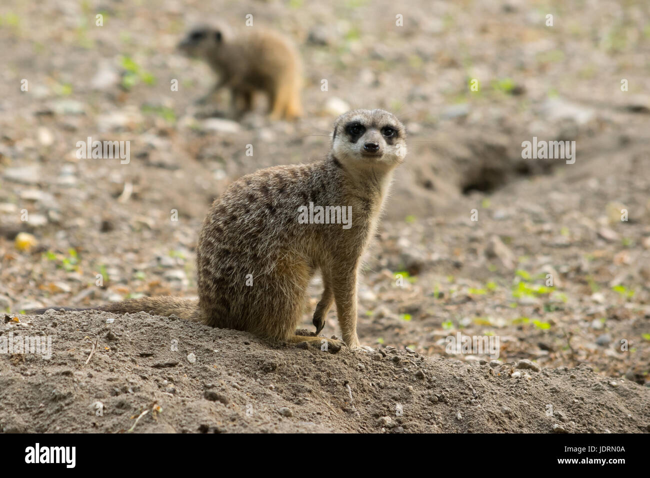 Meerkat looking back Stock Photo - Alamy