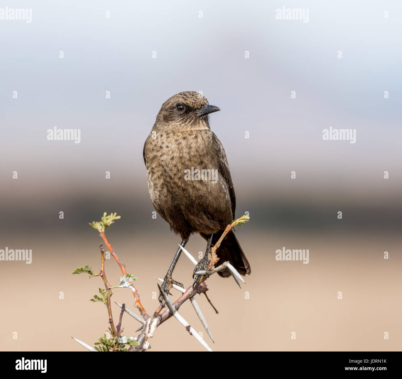 An Ant-eating Chat perched on a thorn bush in Southern African savanna ...