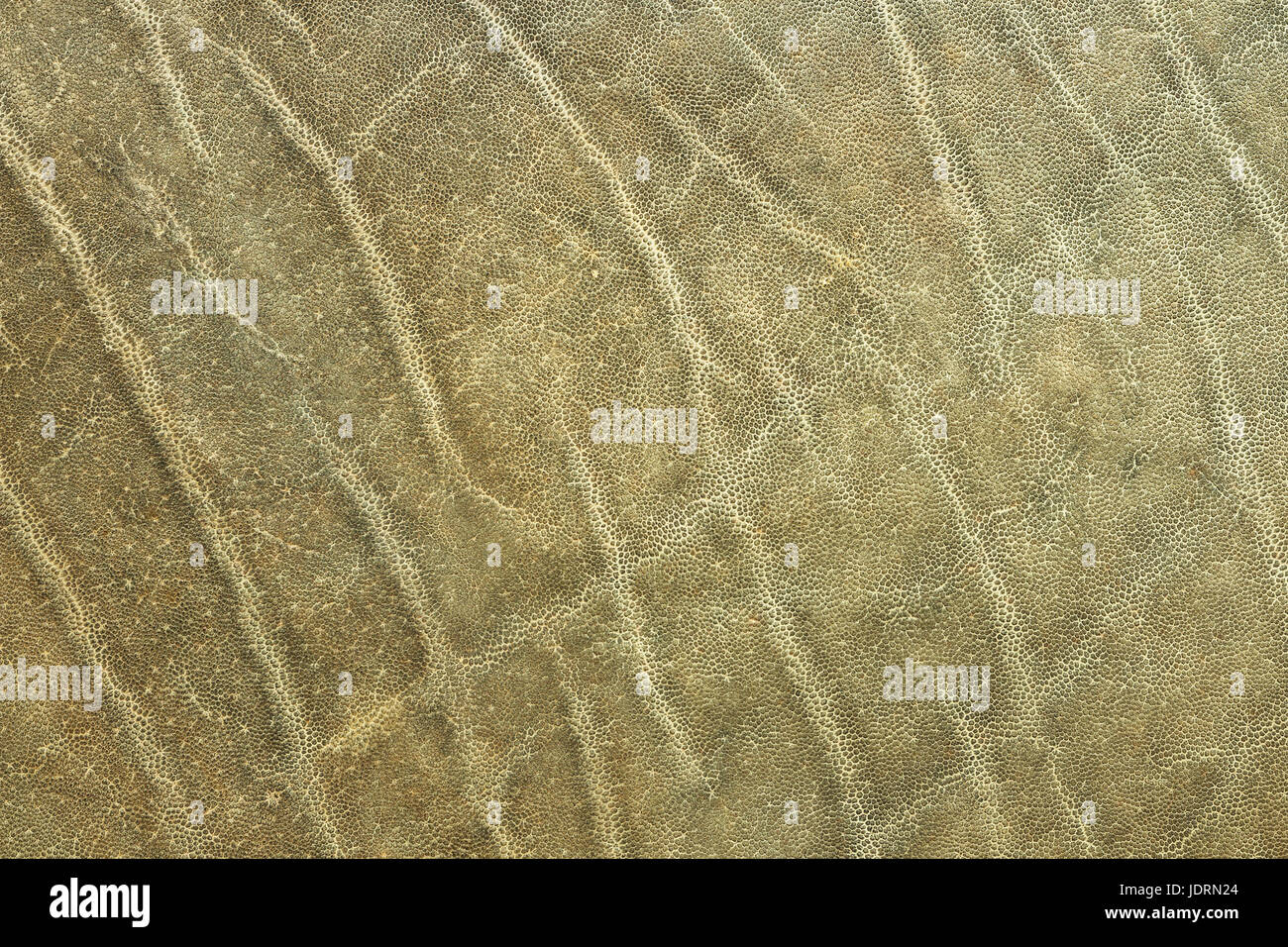 textured african elephant skin, real animal pelt for your design Stock ...