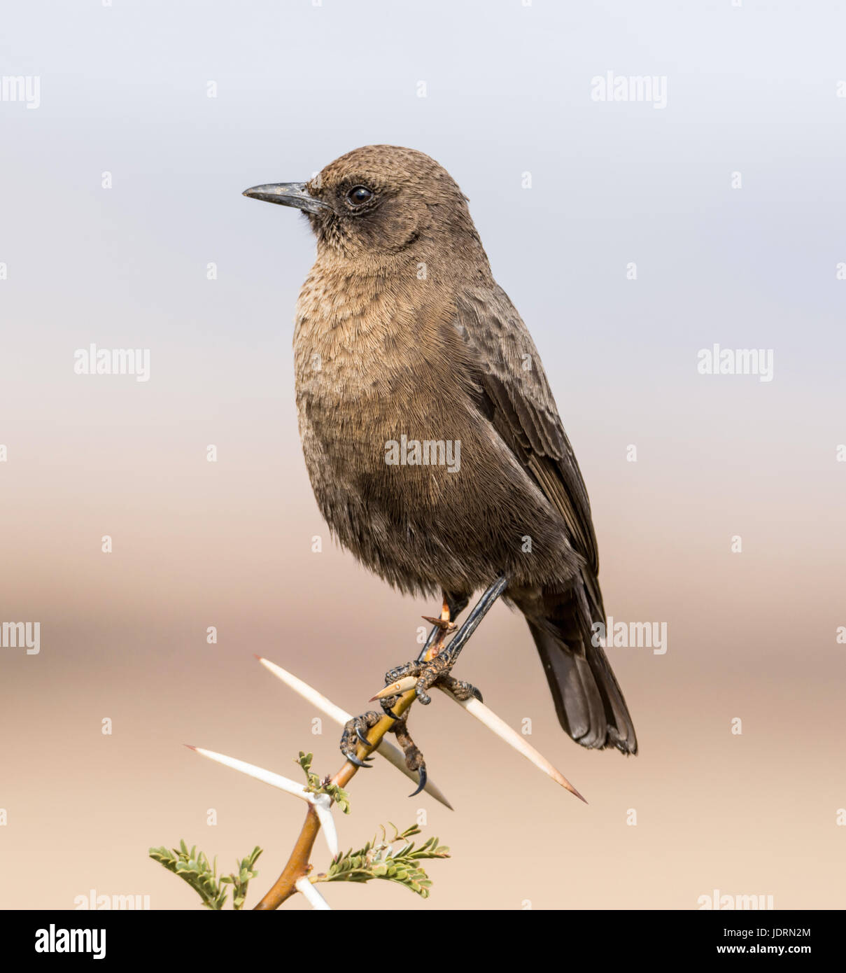 An Ant-eating Chat perched on a thorn bush in Southern African savanna ...
