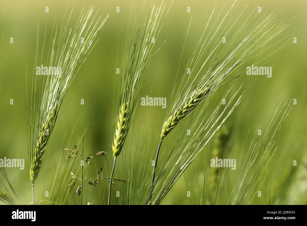 wheat spikes in spring, abstract view of agricultural field Stock Photo ...
