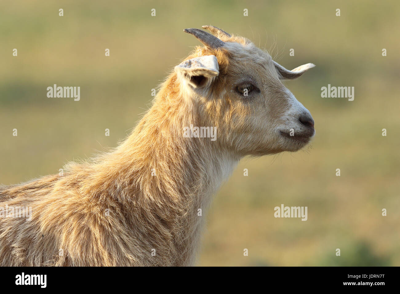 young cute goat portrait over out of focus background Stock Photo - Alamy