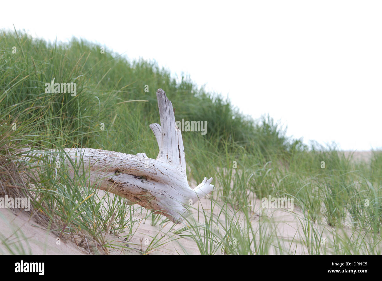 Driftwood on the Beach Stock Photo - Alamy