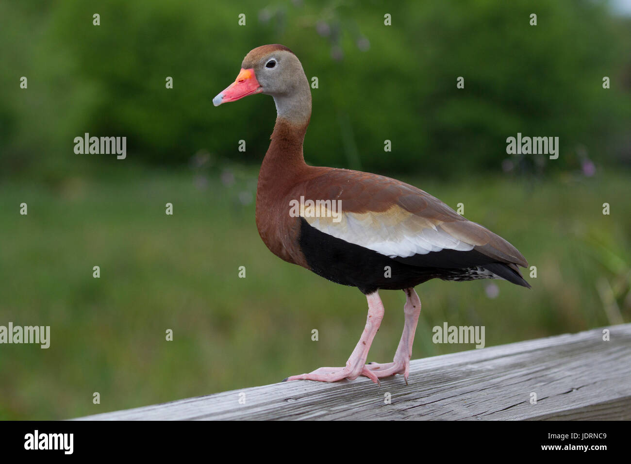 Black-Bellied Whistling-Duck (Florida Stock Photo - Alamy