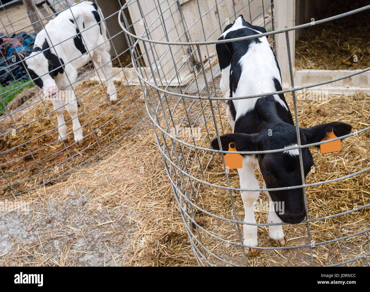 Young calf holstein in a nursery for cows on a dairy farm Stock Photo ...