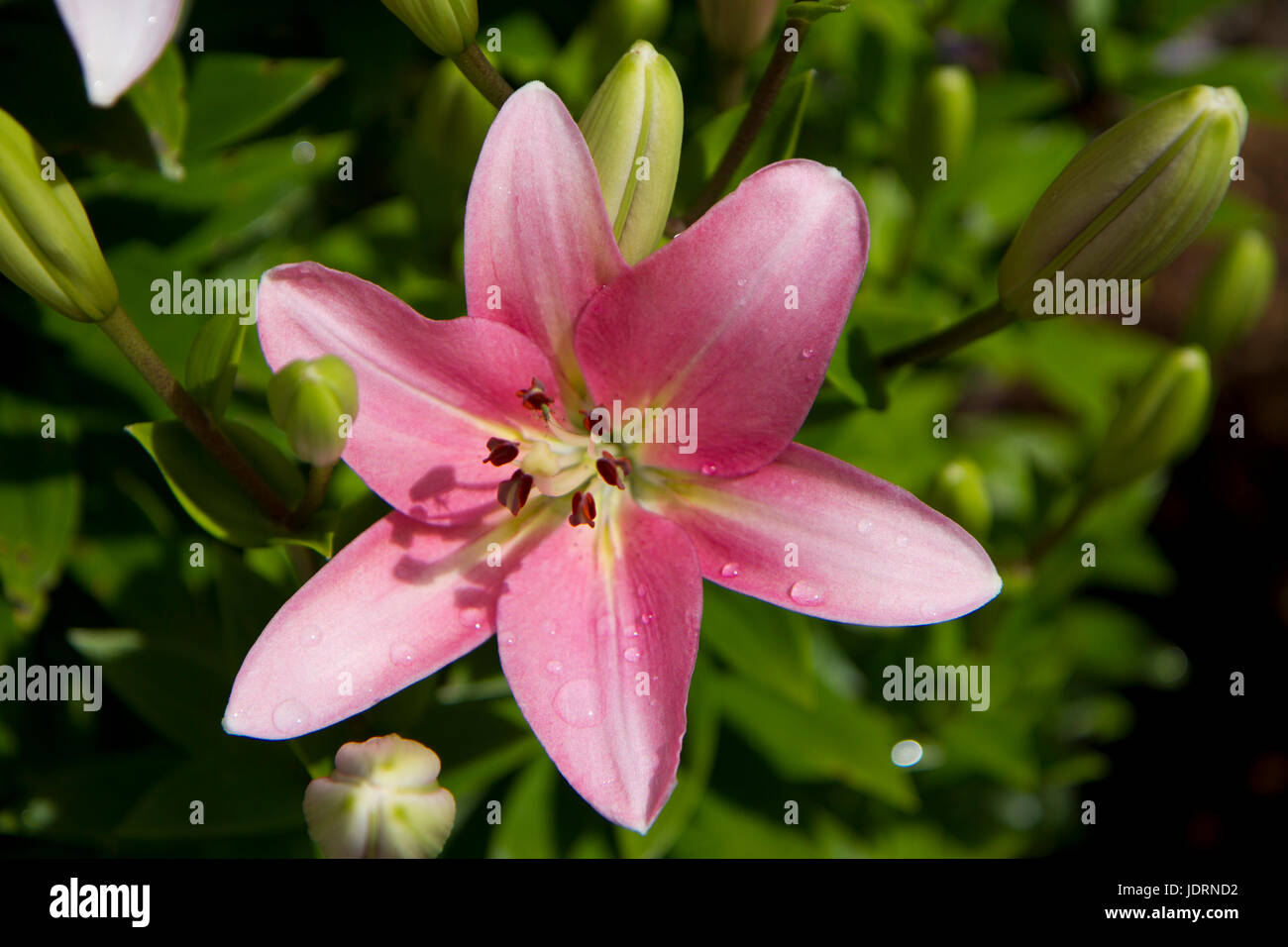 Pink lilly hi-res stock photography and images - Alamy