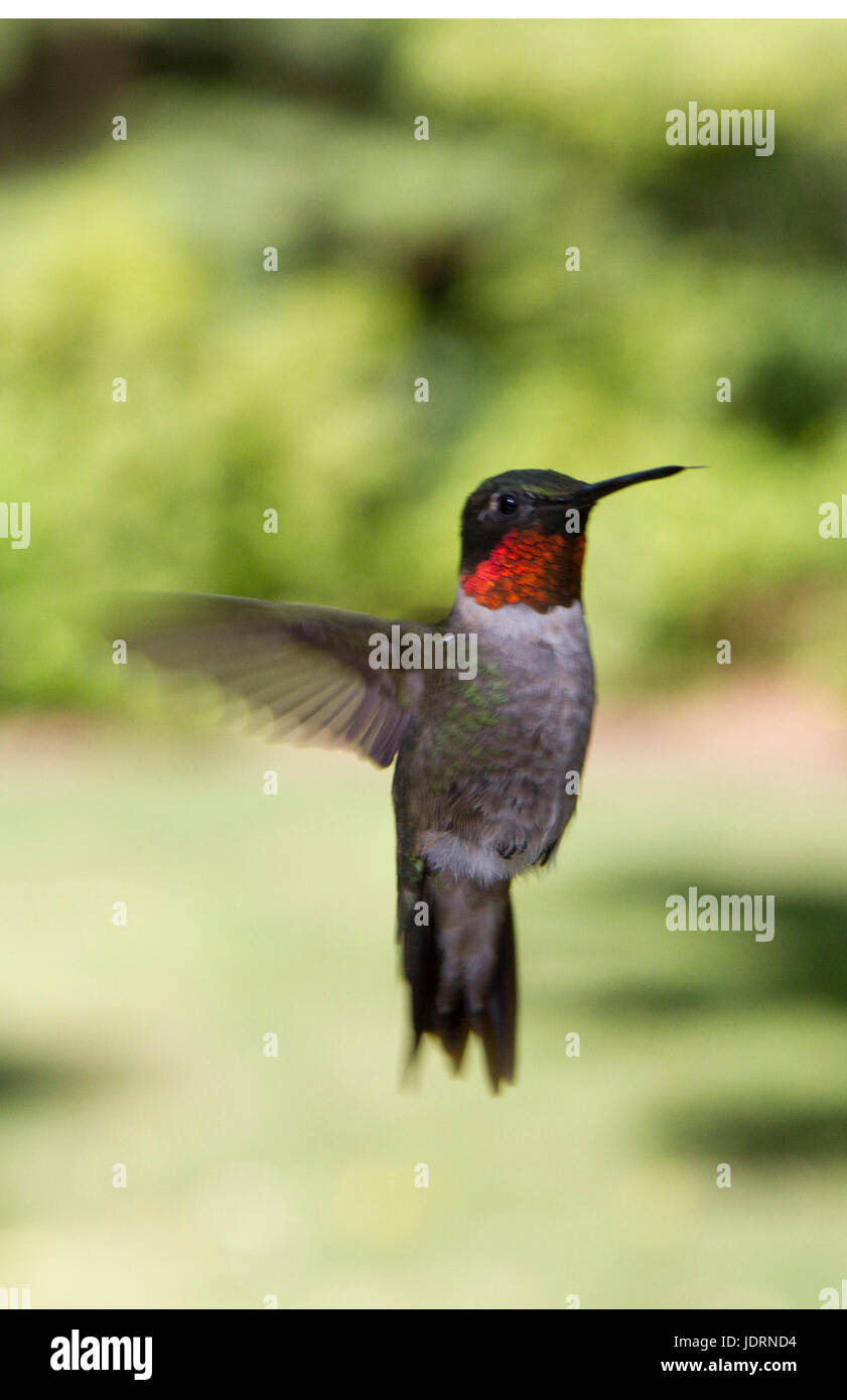 Ruby Throated Hummingbird Stock Photo - Alamy