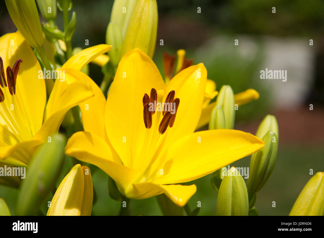 Yellow lilly hi-res stock photography and images - Alamy