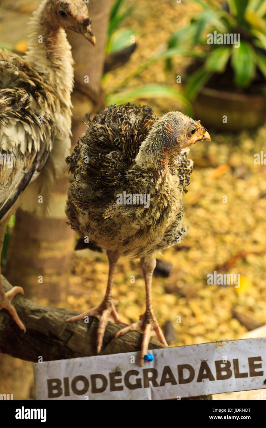 Beautiful chicken enjoys biodegradable food Stock Photo - Alamy