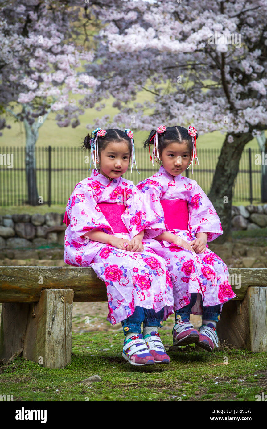 Two young Japanese girls posing for the camera under blooming sakura ...