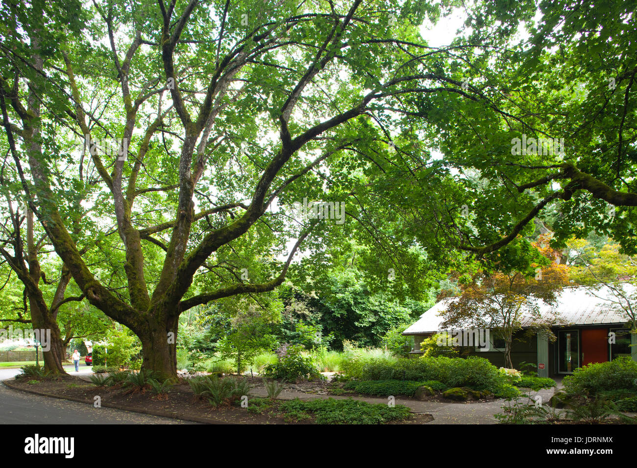America, state of Oregon, town of Portland, tree lined avenue Stock ...