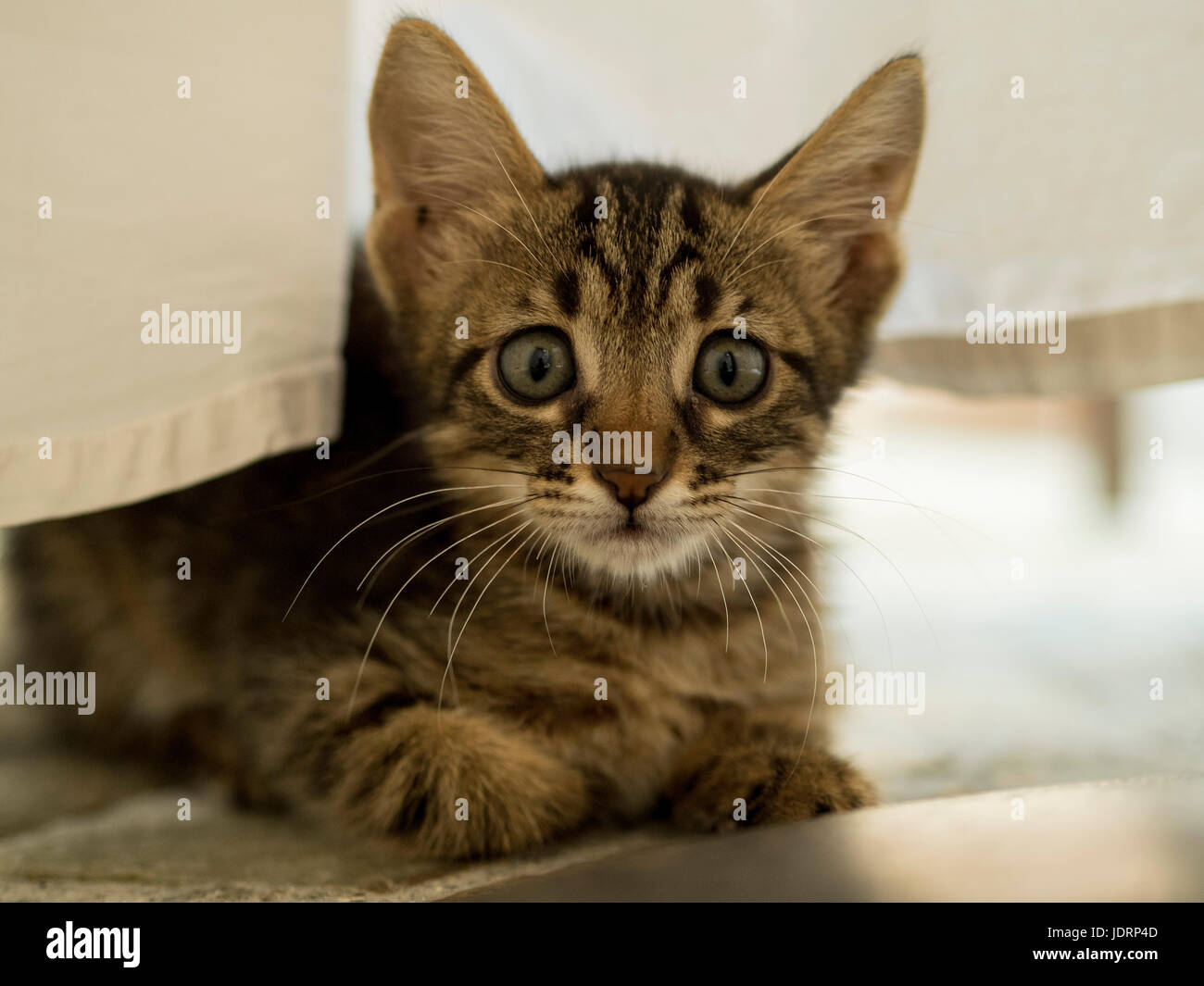 Surprised animal hi-res stock photography and images - Alamy