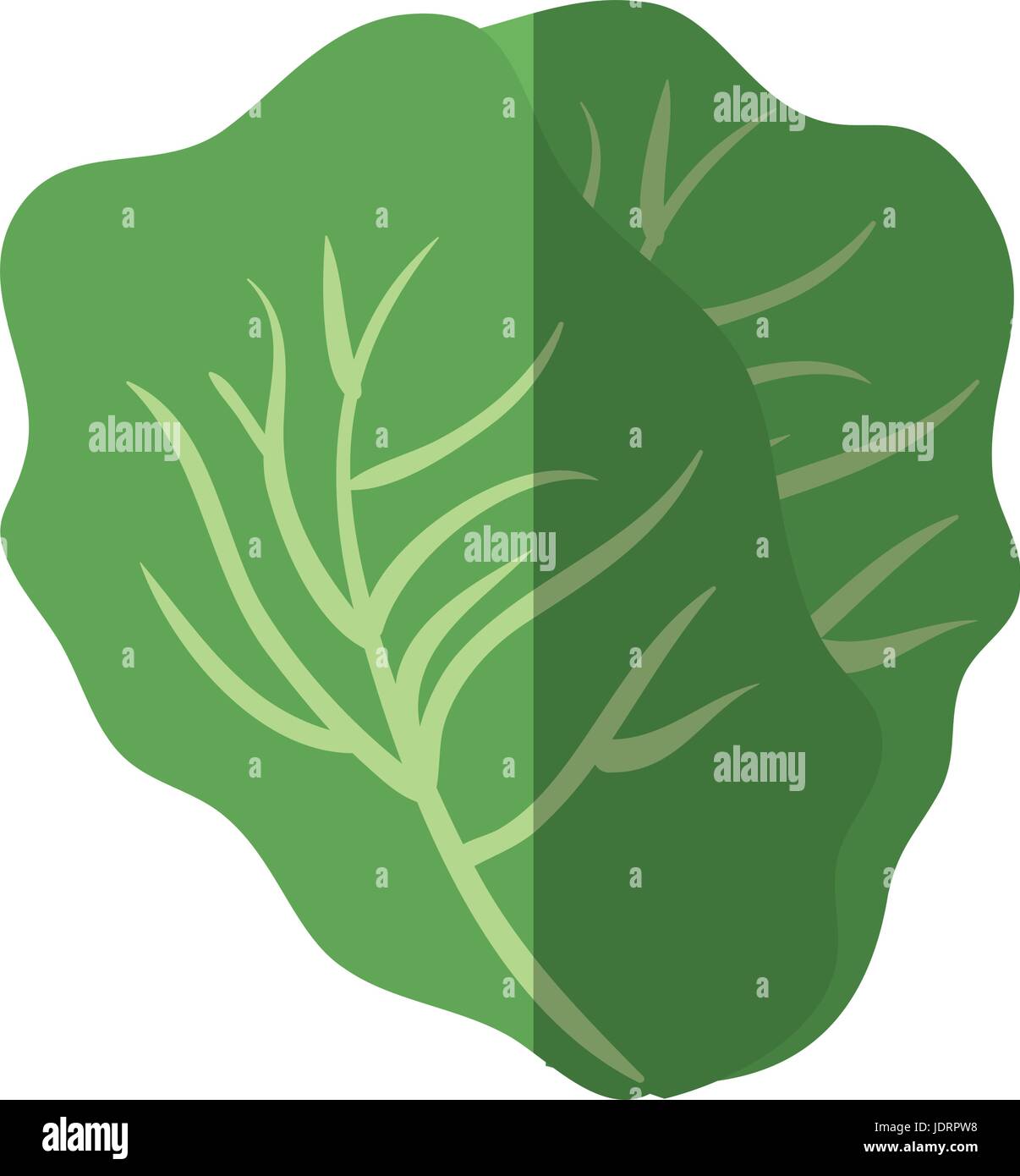 lettuce vegetable icon over white background vector illustration Stock ...