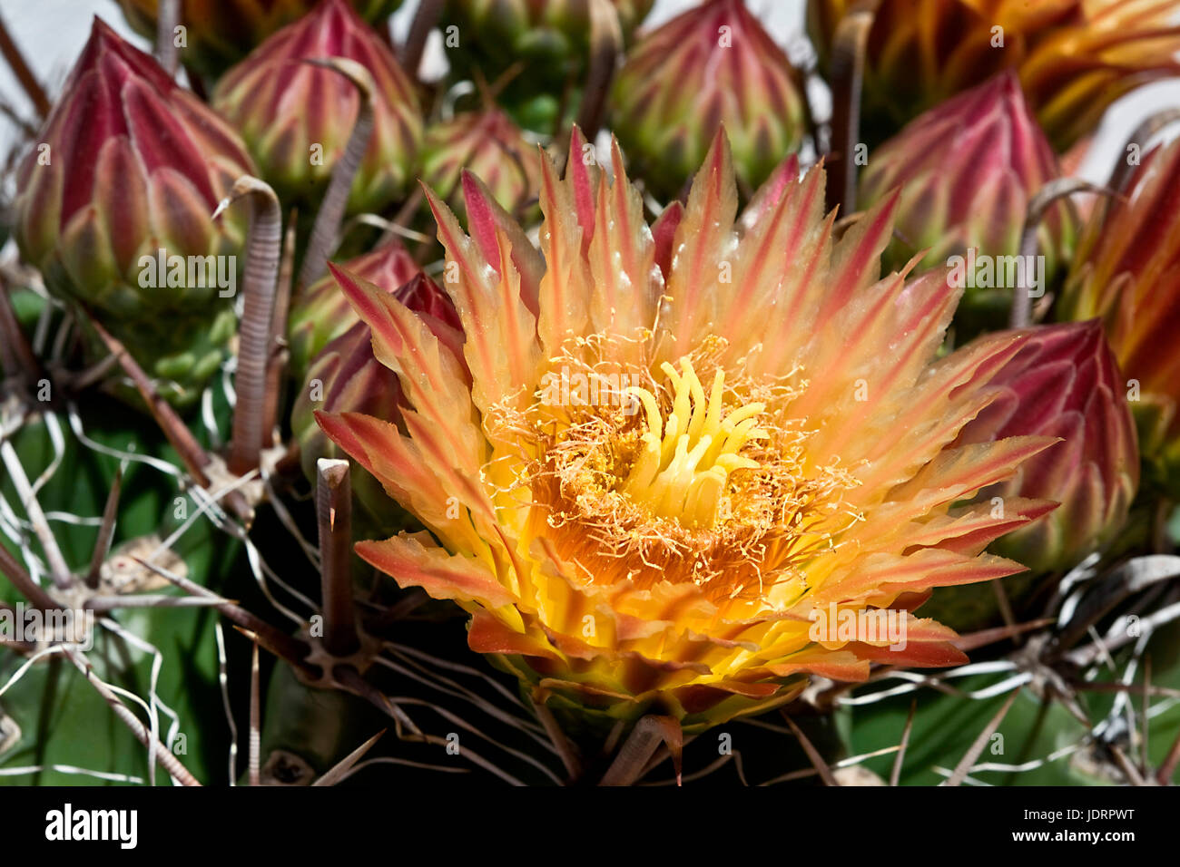 Orange cactus flowers hi-res stock photography and images - Alamy