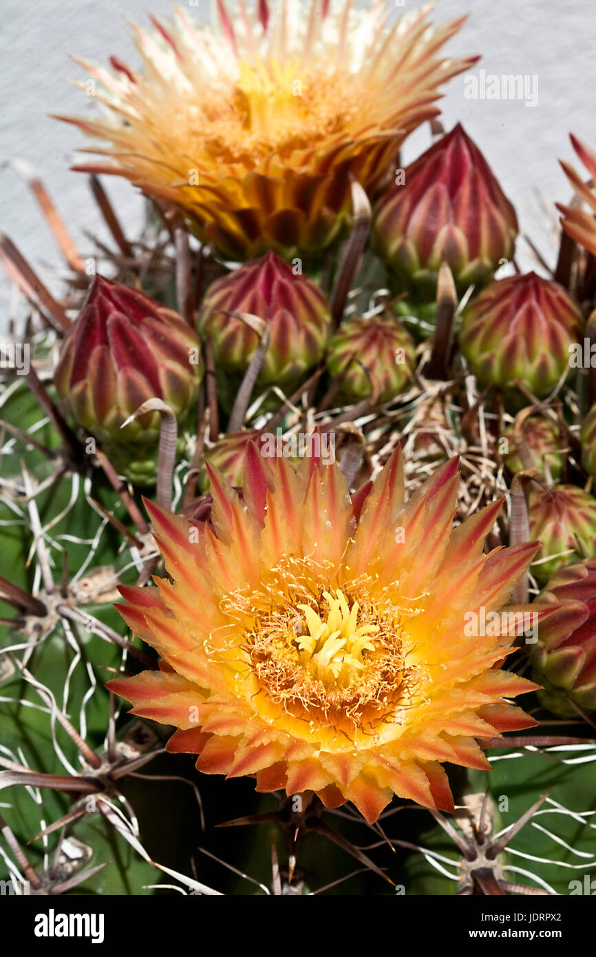 Cactus plant with red color hi-res stock photography and images - Alamy