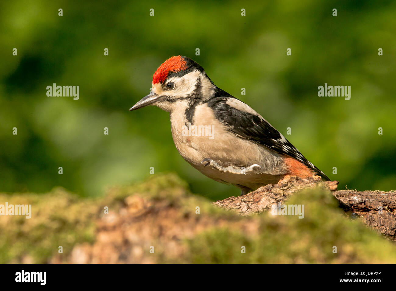 Eurasian Otter sitting on a stone Stock Photo - Alamy