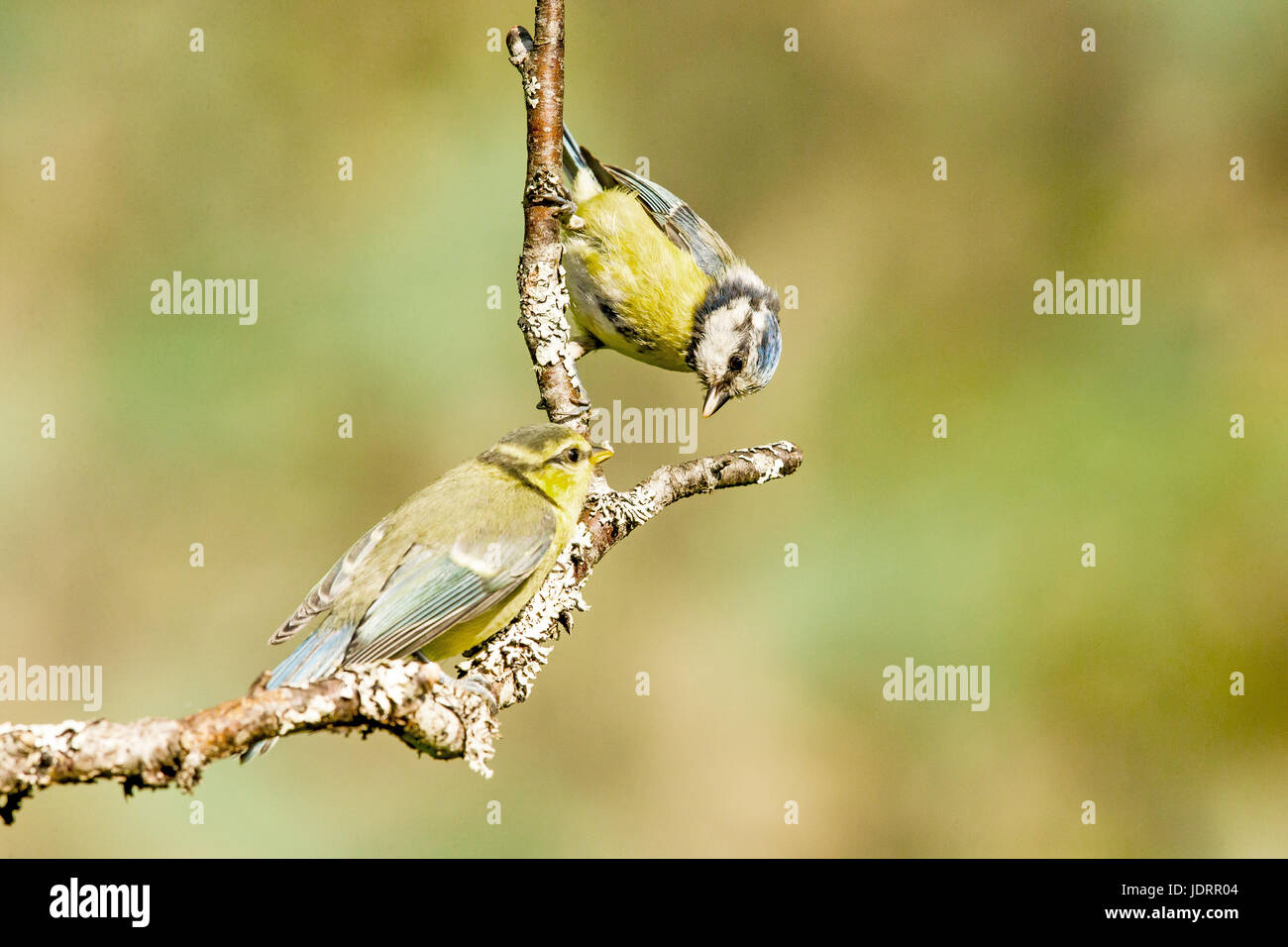 Eurasian Otter sitting on a stone Stock Photo - Alamy