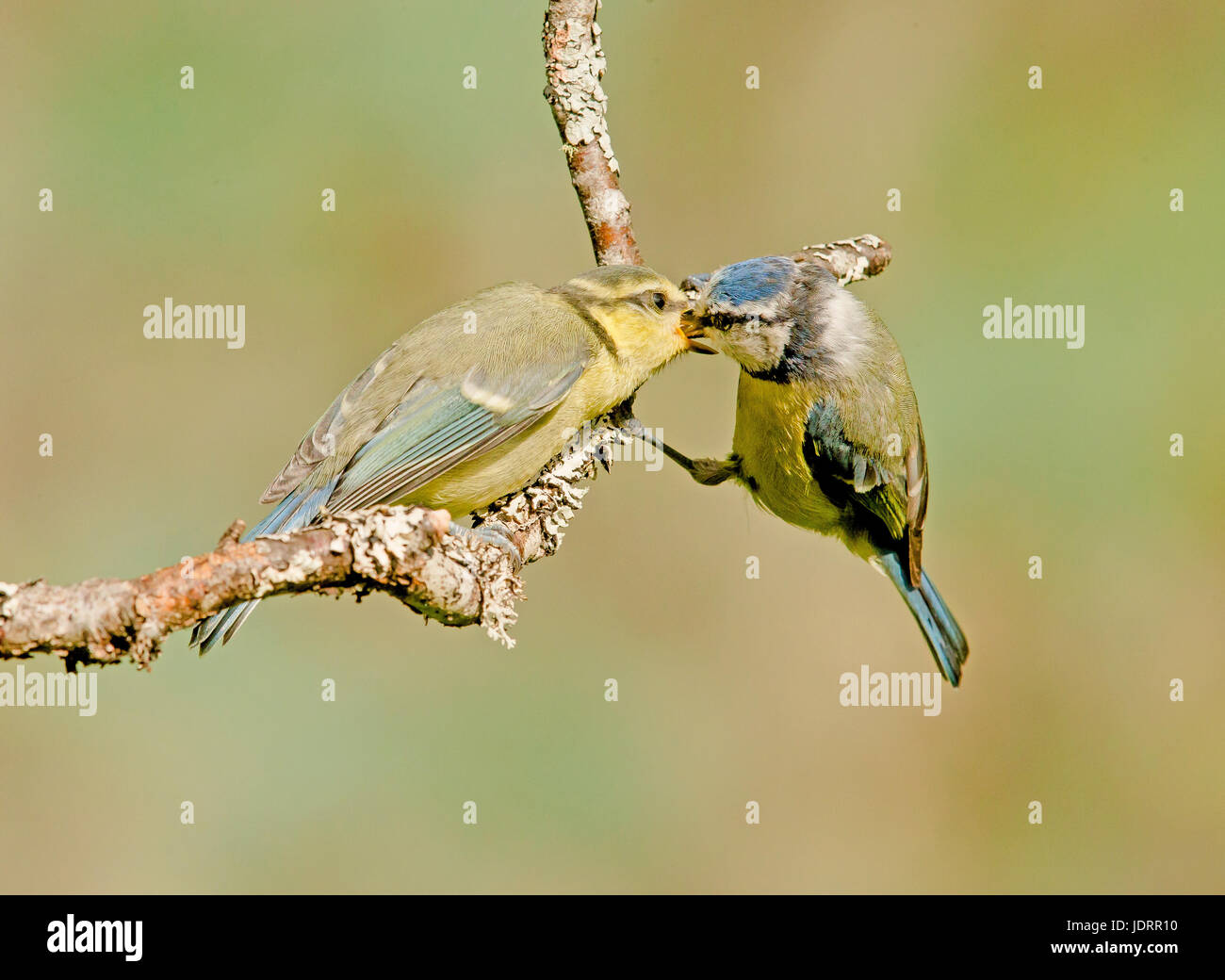 Eurasian Otter sitting on a stone Stock Photo - Alamy