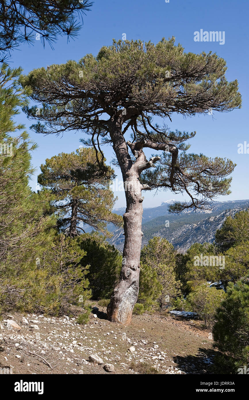 Aleppo pine tree hi-res stock photography and images - Alamy