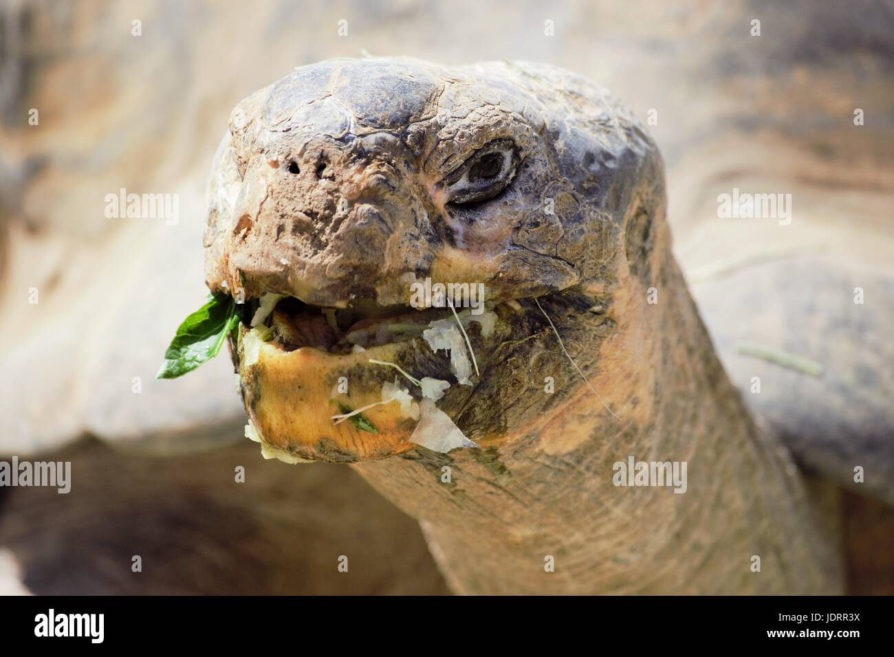 Food in mouth tortoise hi-res stock photography and images - Alamy