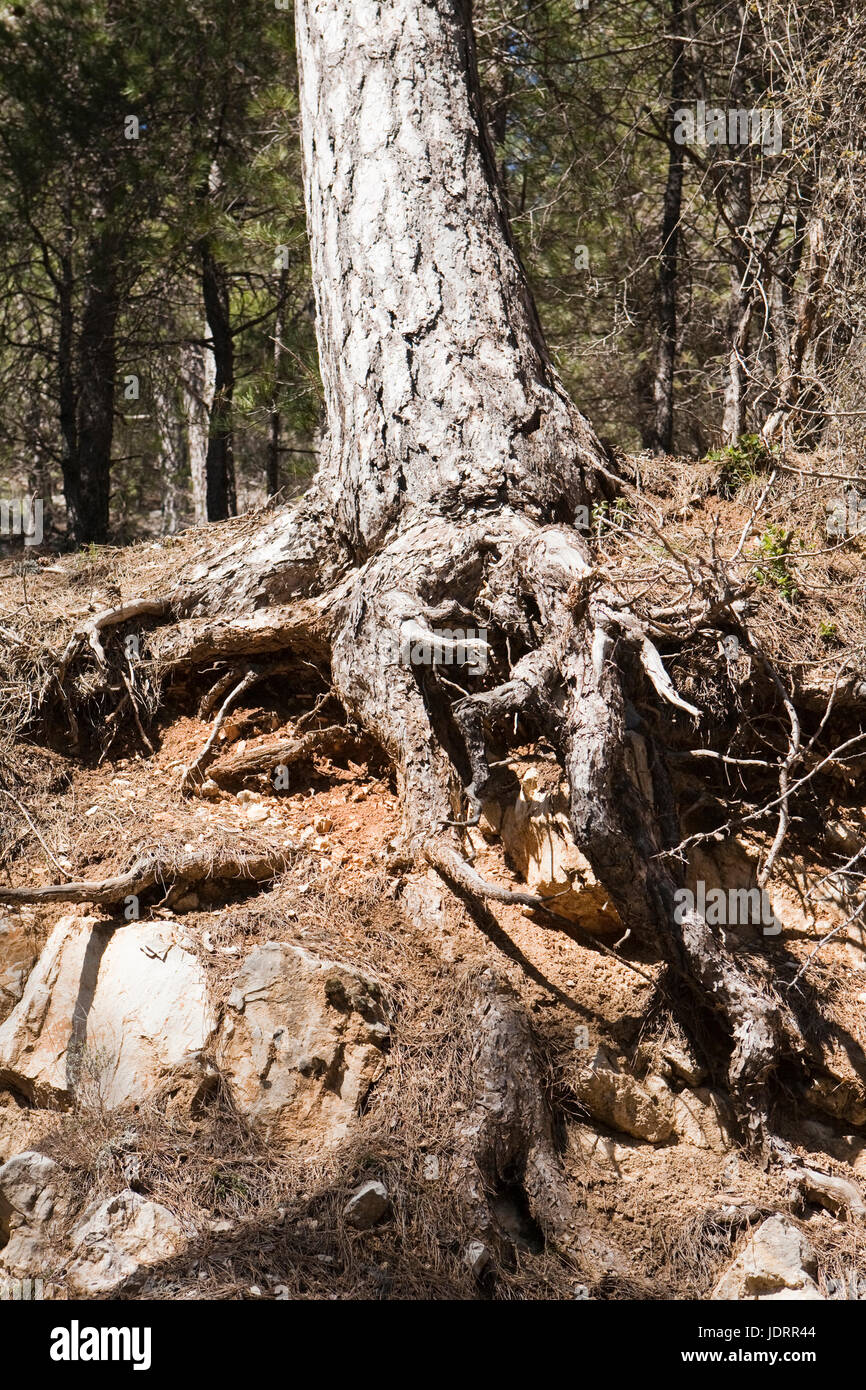 Tree roots exposed due to soil erosion Stock Photo - Alamy Tree roots exposed due to soil erosion Stock Photo - Alamy
