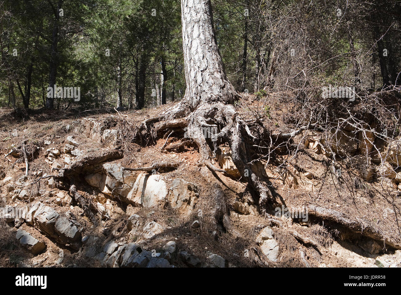 Tree roots exposed due to soil erosion Stock Photo - Alamy Tree roots exposed due to soil erosion Stock Photo - Alamy