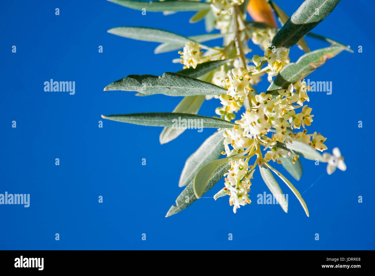 Eocene Epoch Animals