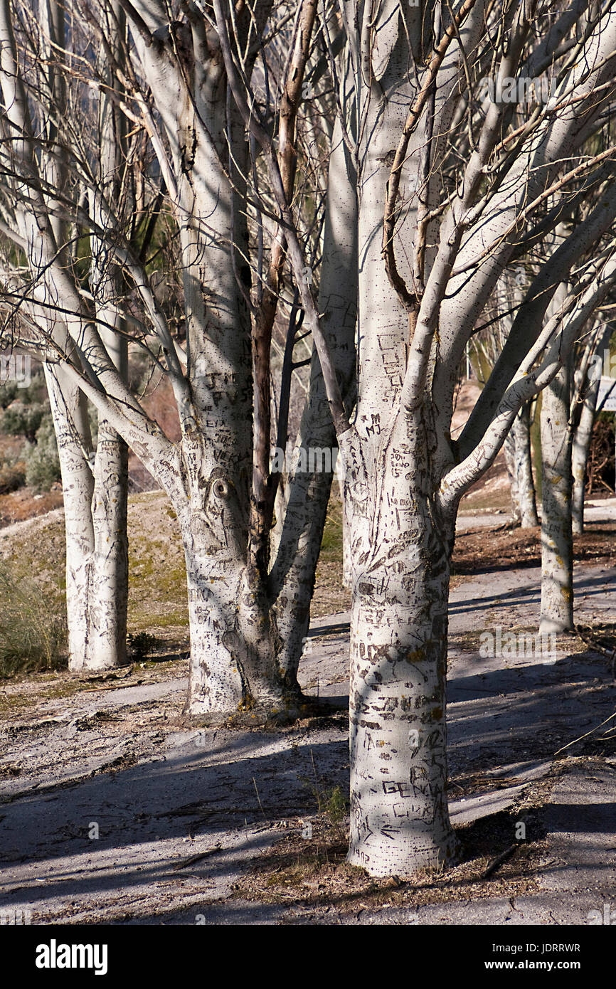Black poplar hi-res stock photography and images - Alamy