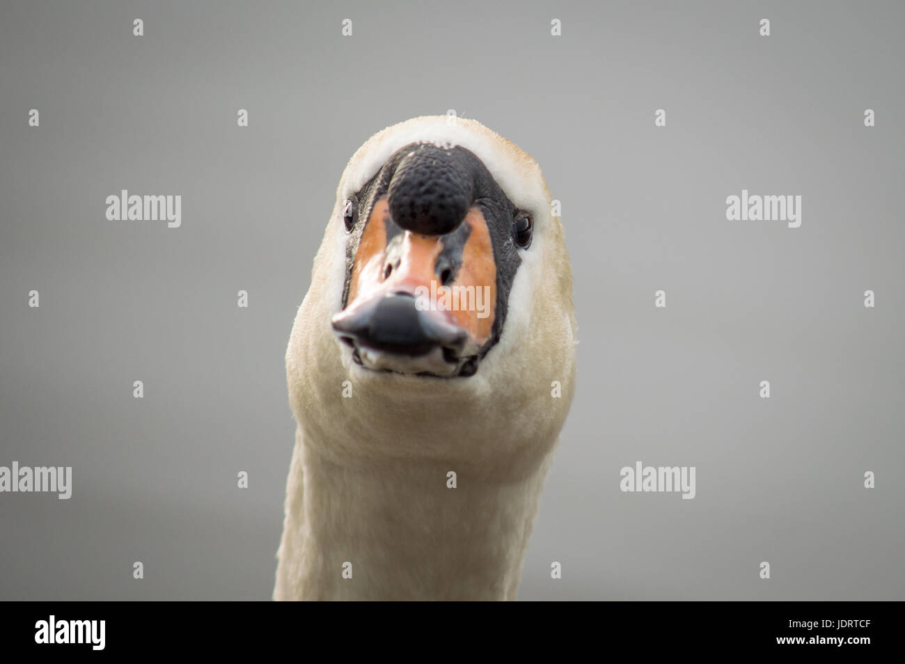 Swan looking straight into the camera Stock Photo - Alamy