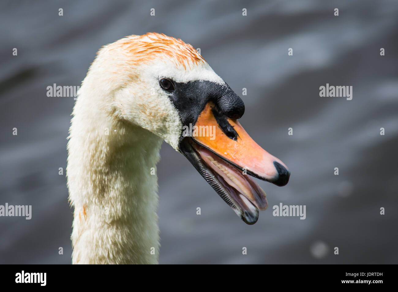 Swan Tongue