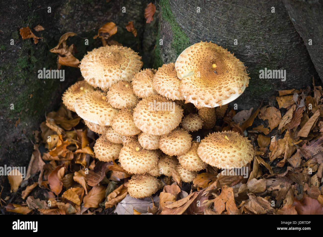 Toadstool clump at the base of a tree Stock Photo - Alamy