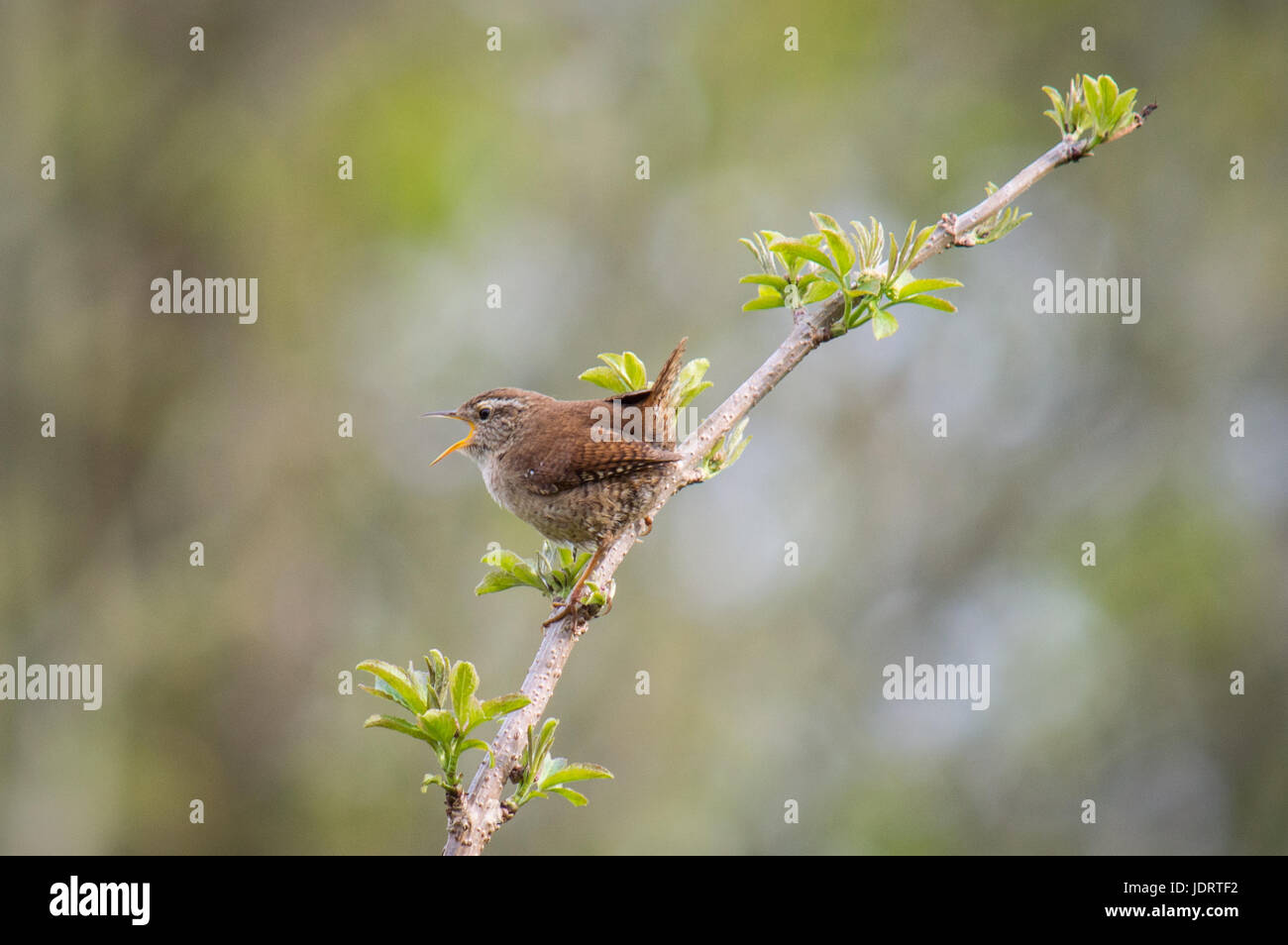Singing songbird hi-res stock photography and images - Alamy