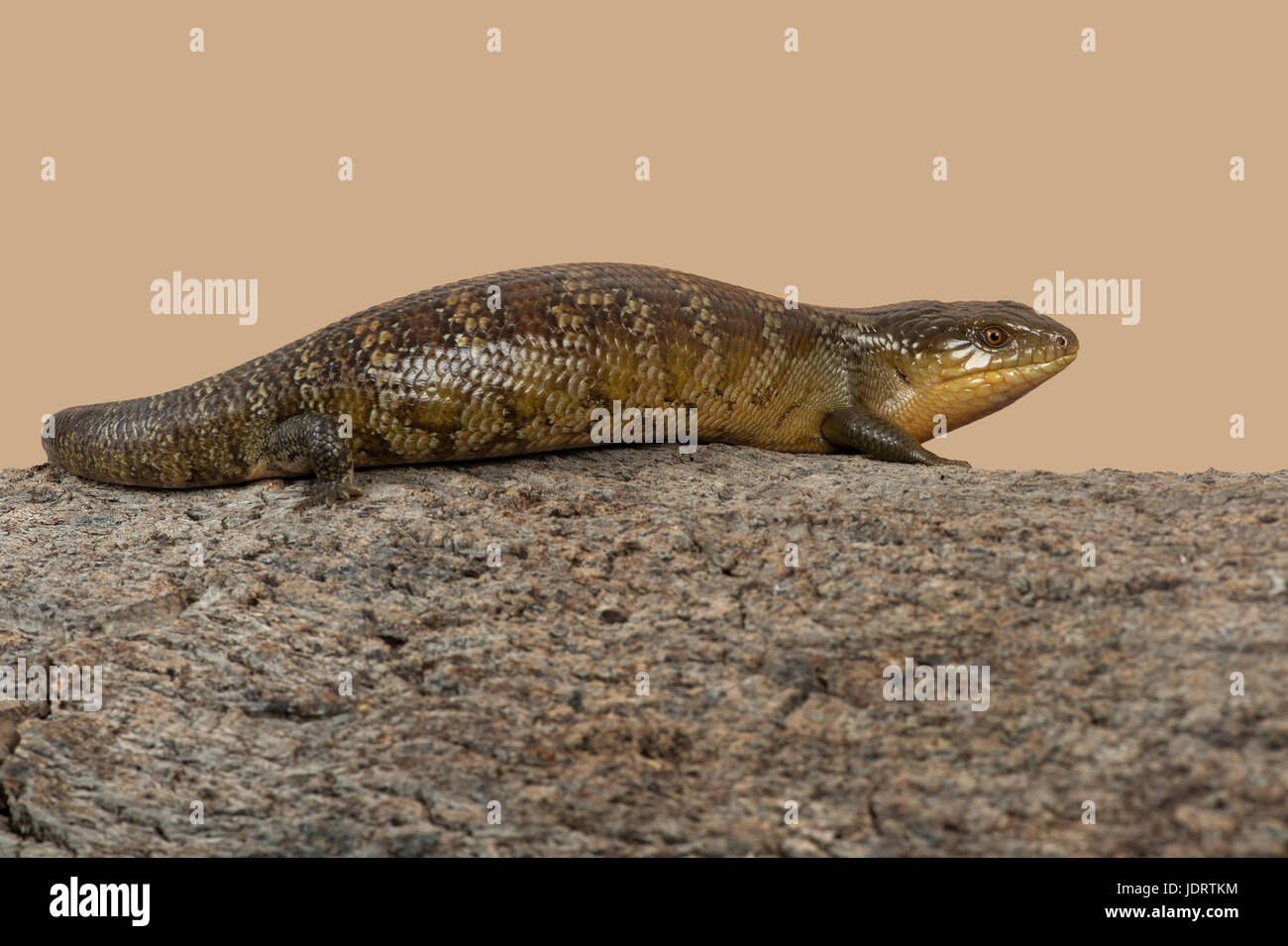 Tanimbar hi-res stock photography and images - Alamy