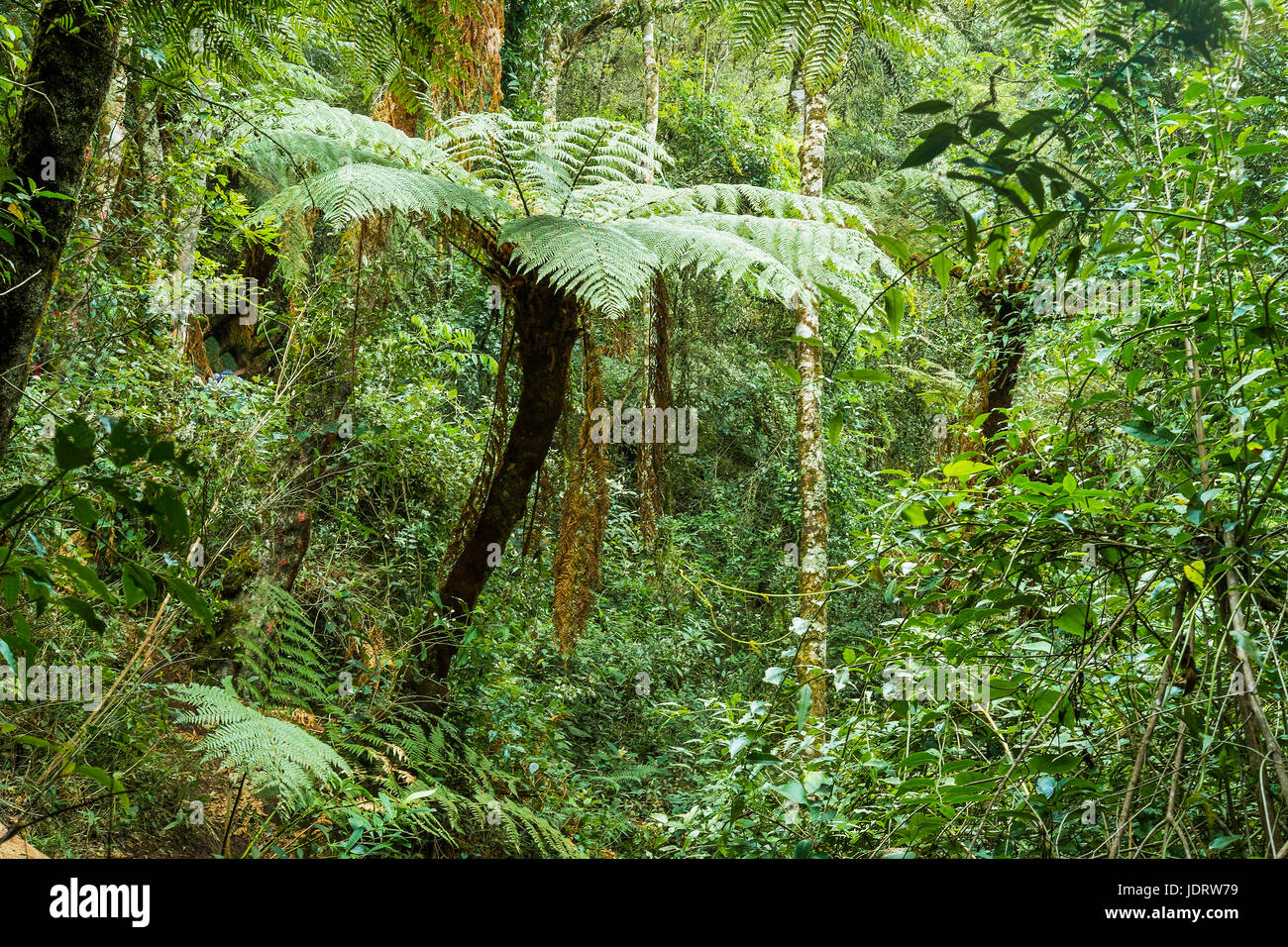 Yunga forest hi-res stock photography and images - Alamy