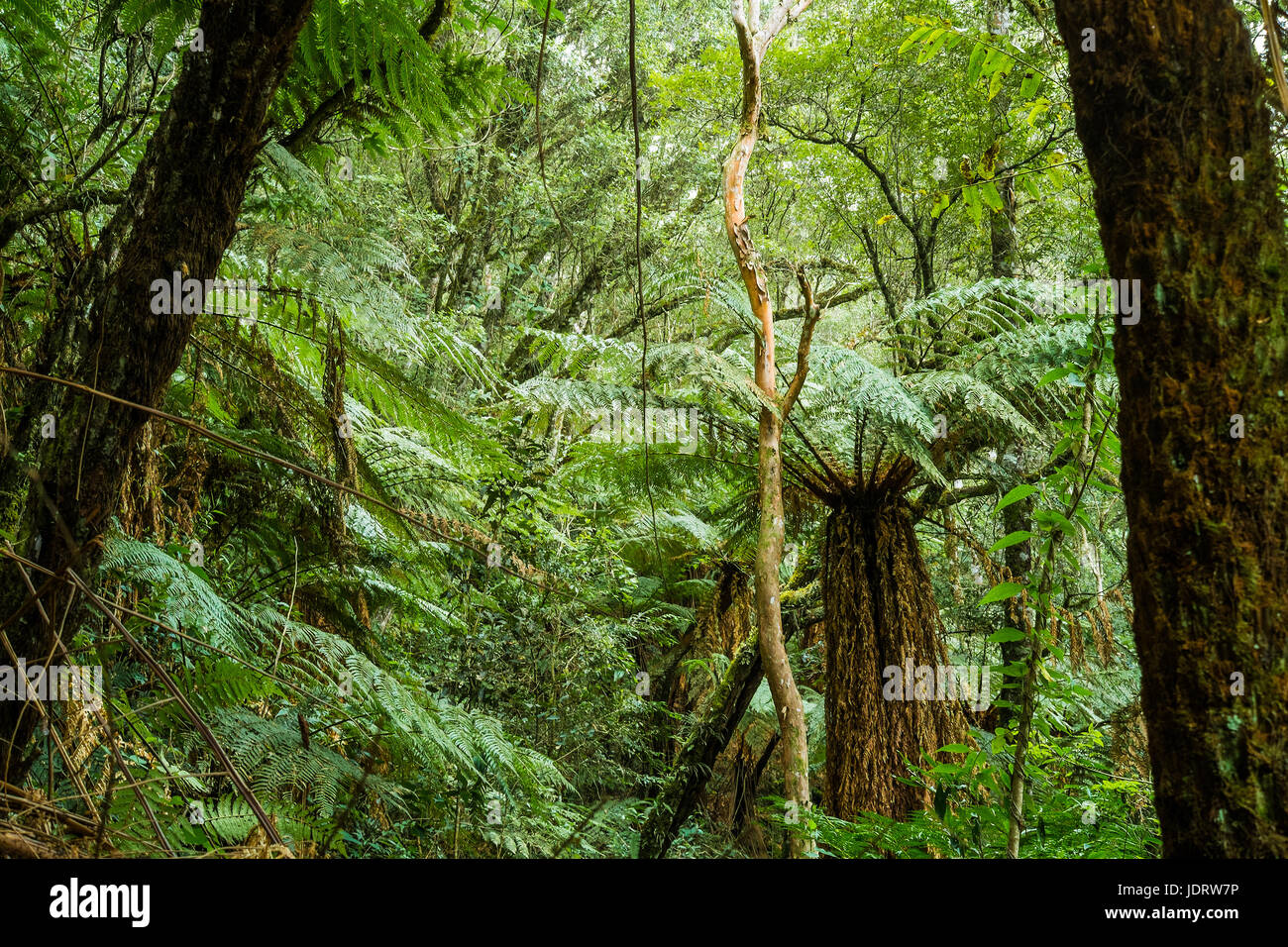 Yunga forest hi-res stock photography and images - Alamy