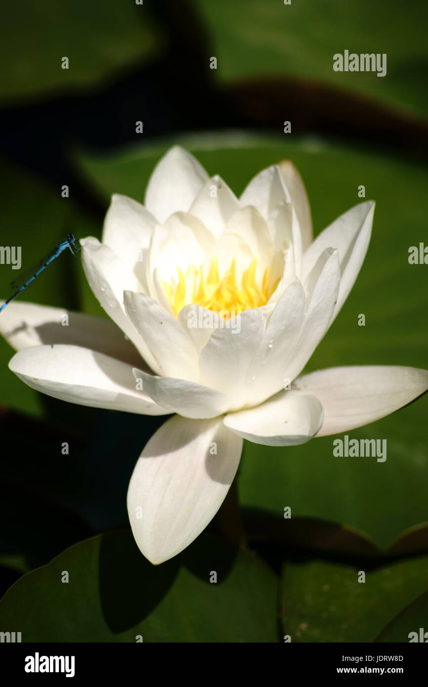 Single white water lily hi-res stock photography and images - Alamy