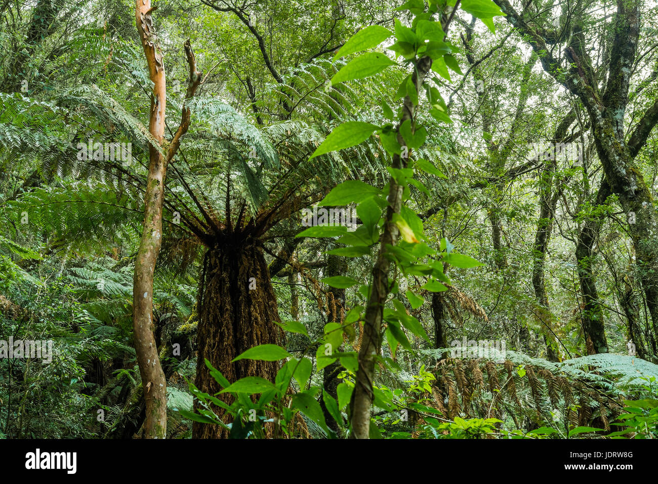 Yunga forest hi-res stock photography and images - Alamy
