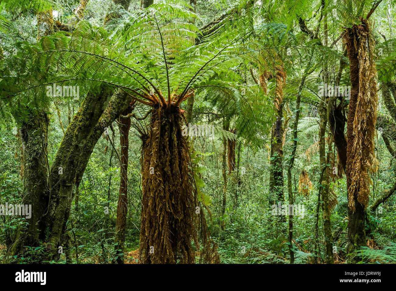 Bolivia rainforest hi-res stock photography and images - Alamy