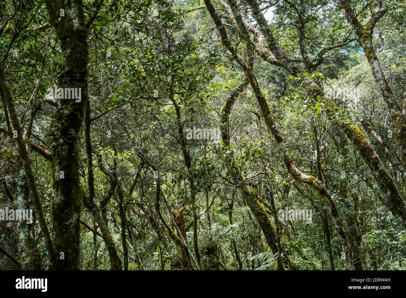Yunga hi-res stock photography and images - Alamy