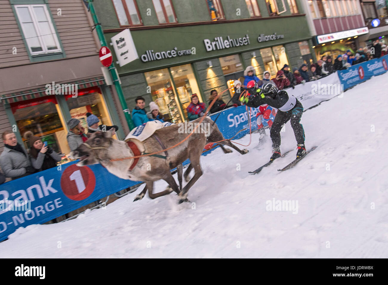 Reindeer racing norway hi-res stock photography and images - Alamy