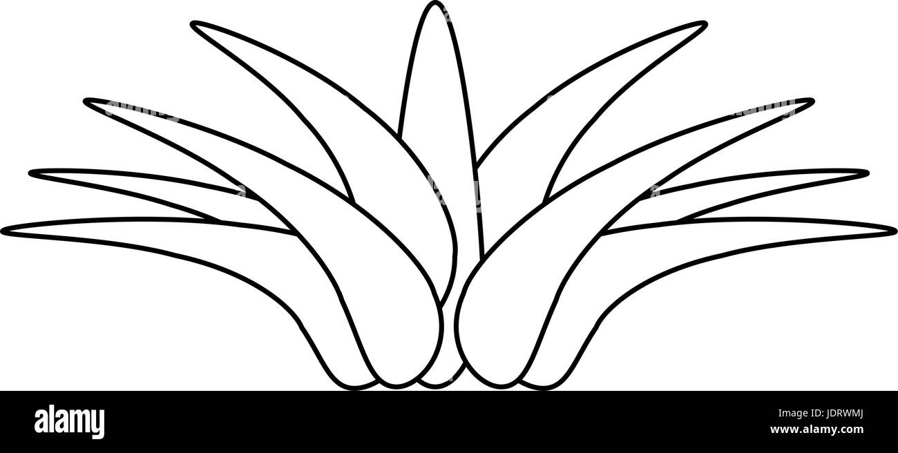 Sabila flower Stock Vector Images - Alamy