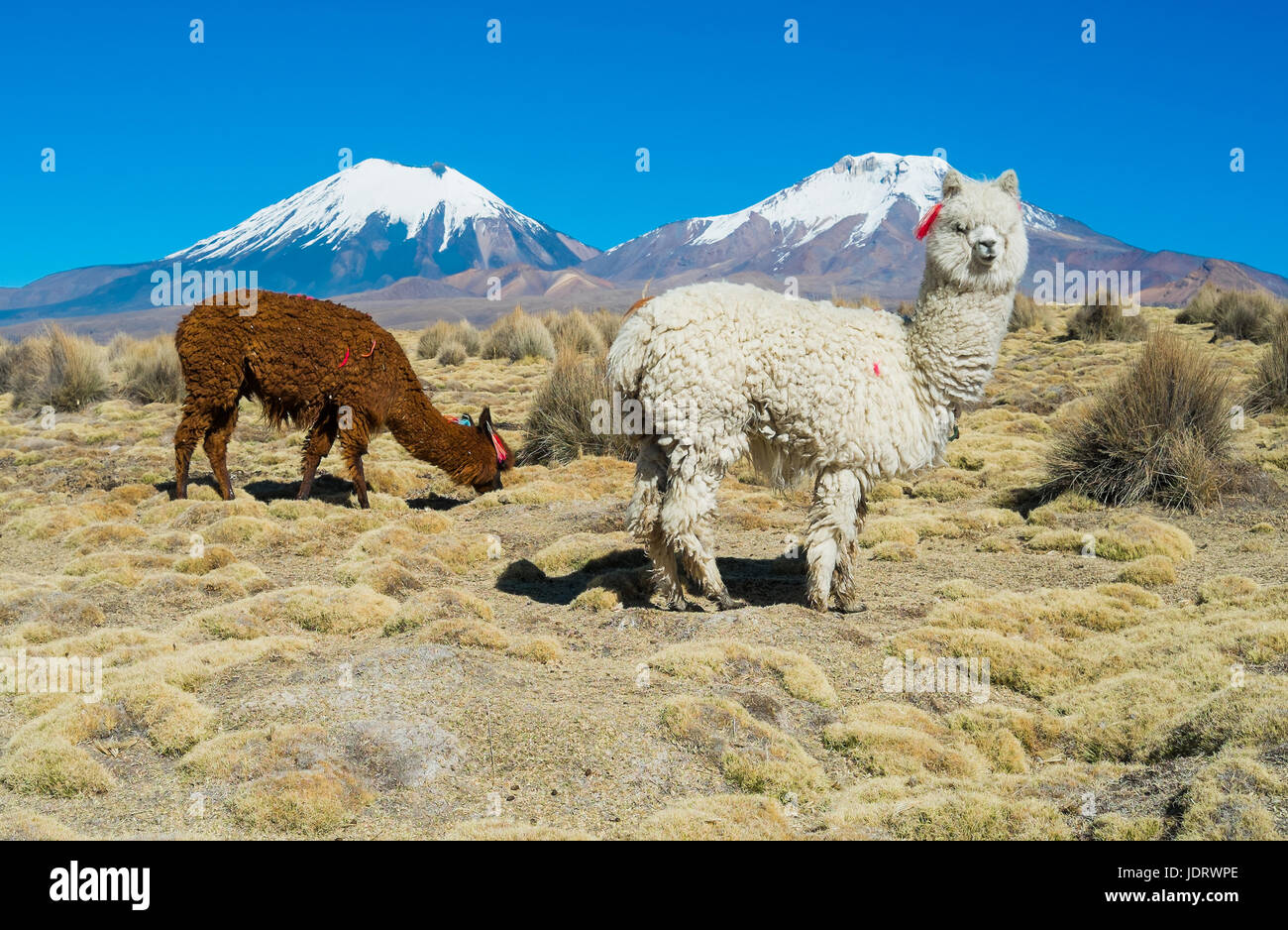 Alpacas and twin volcanos Parinacota and Pomerape in Sajama National ...