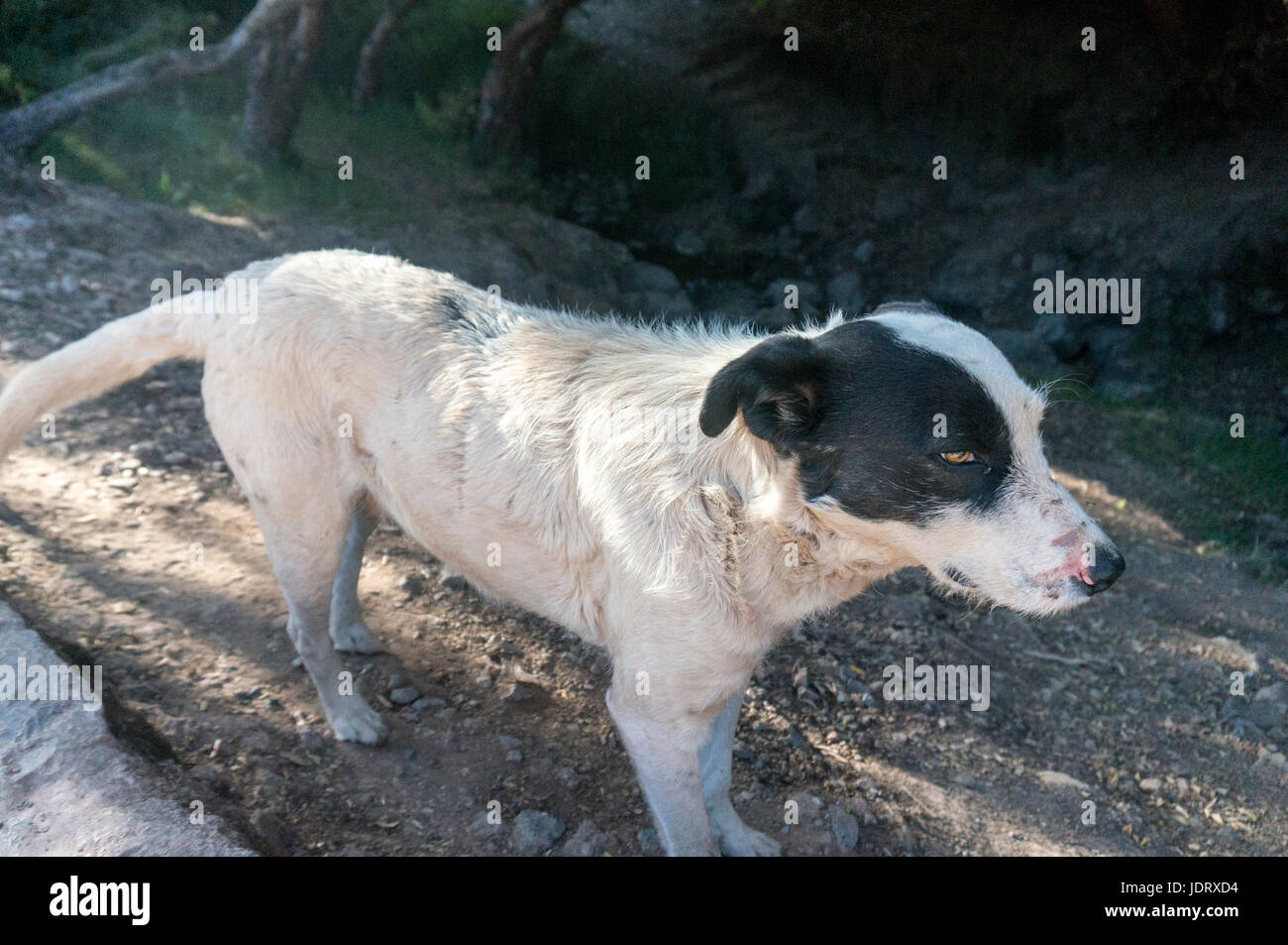 Stray Dog Peru Stock Photo - Alamy