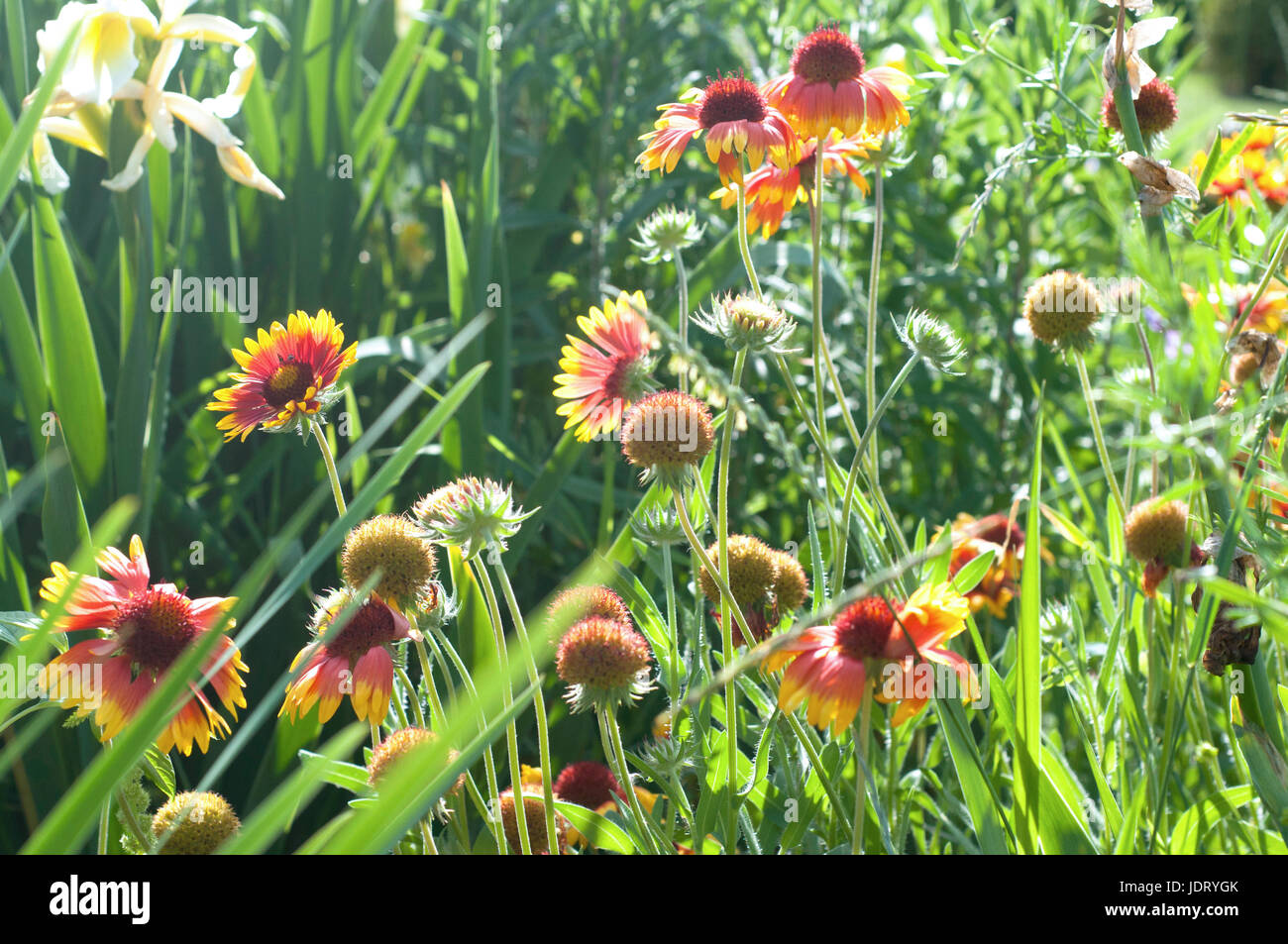 Yellow "Lance-leaved Coreopsis" flowers in the park. Sunny summer days ...