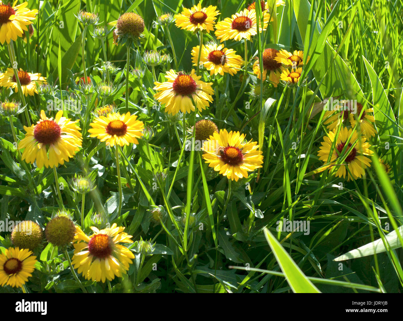 Bees pollinate Yellow coreopsis flowers in the field Stock Photo - Alamy