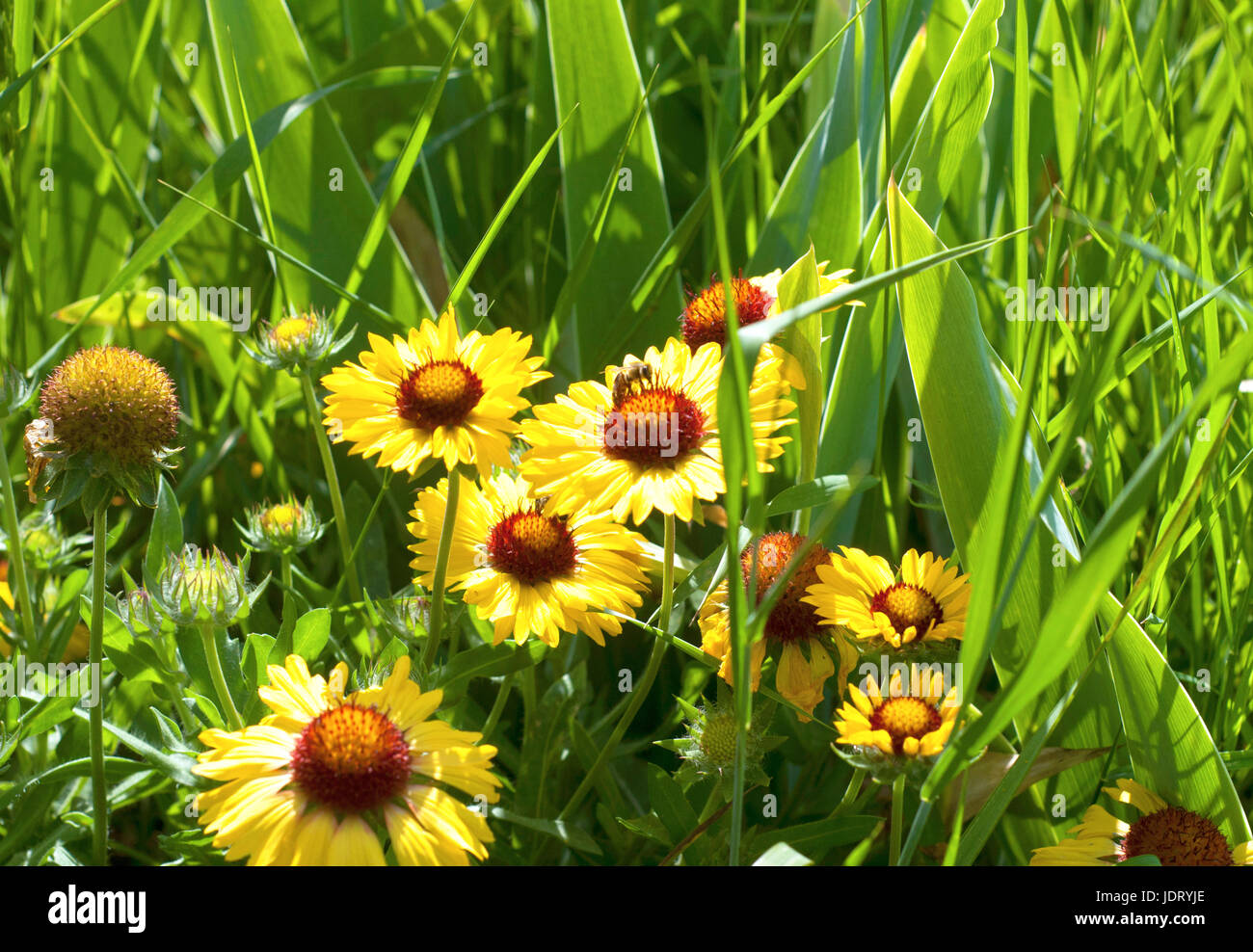 Bees pollinate Yellow coreopsis flowers in the garden Stock Photo - Alamy